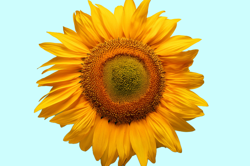 Sunflower Award Nomination | Recognize PCA & UC Care | Memorial ...
